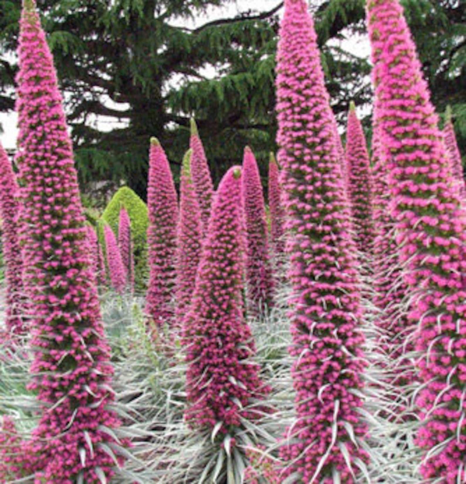 15 ECHIUM 'PINK Fountain'_tower of Jewels Seeds---flower Seeds--plant ...