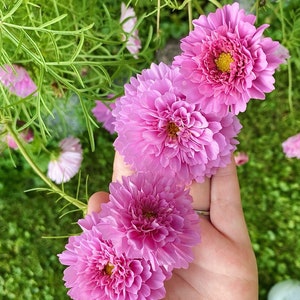 20 COSMOS 'double Dutch Rose' Seeds---flower Seeds--plant Seeds ...