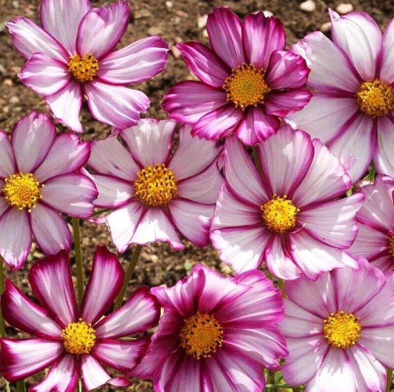 25 COSMOS 'sensation Picotee' Seeds---flower Seeds--plant Seeds ...