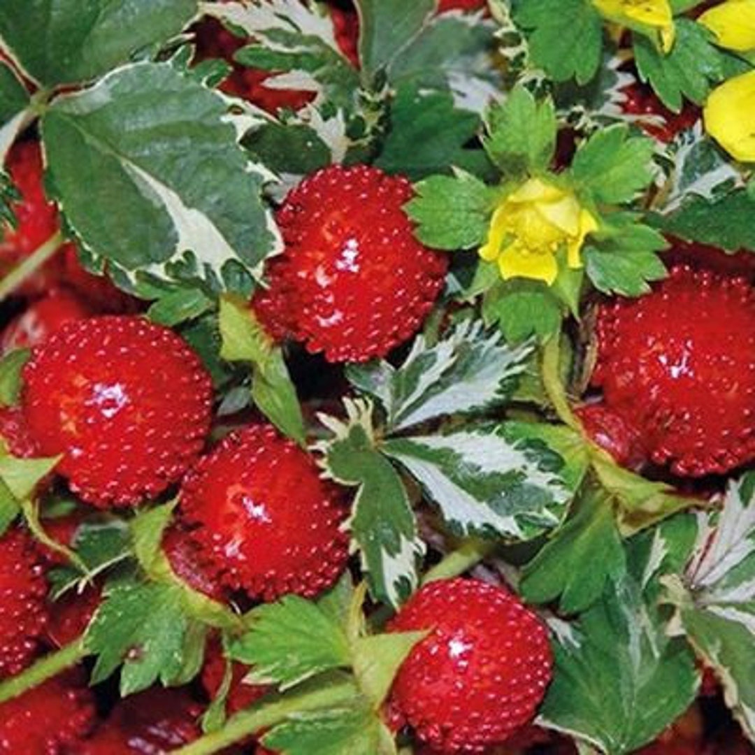 20 Rare Variegated Strawberry (DUCHESNEA 'HARLEQUIN') Seeds---fruit ...