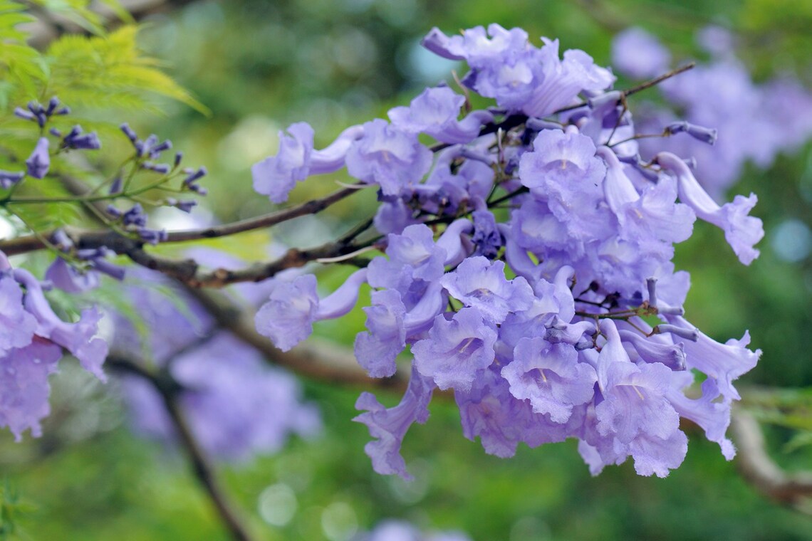 15 Jacaranda Mimosifolia blue Jacaranda Tree Seeds - Etsy UK