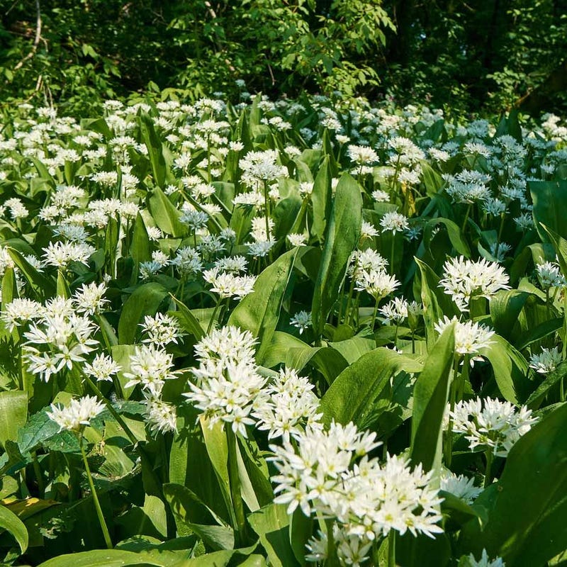 Edible Wild Plant Seeds - Etsy UK