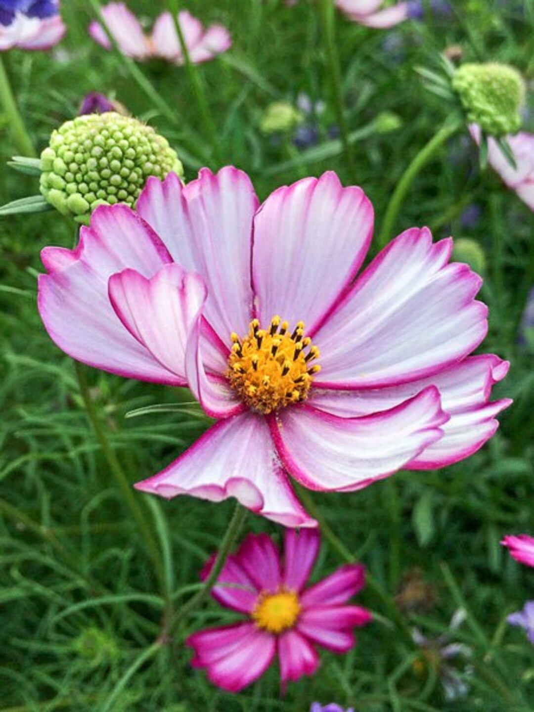 25 COSMOS 'sensation Picotee' Seeds---flower Seeds--plant Seeds ...