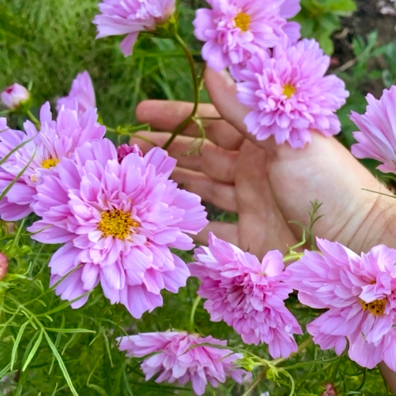 25 COSMOS 'double Dutch Rose' Seeds---flower Seeds--plant Seeds ...
