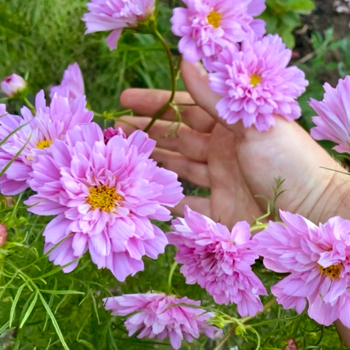 25 COSMOS 'double Dutch Rose' Seeds---flower Seeds--plant Seeds ...