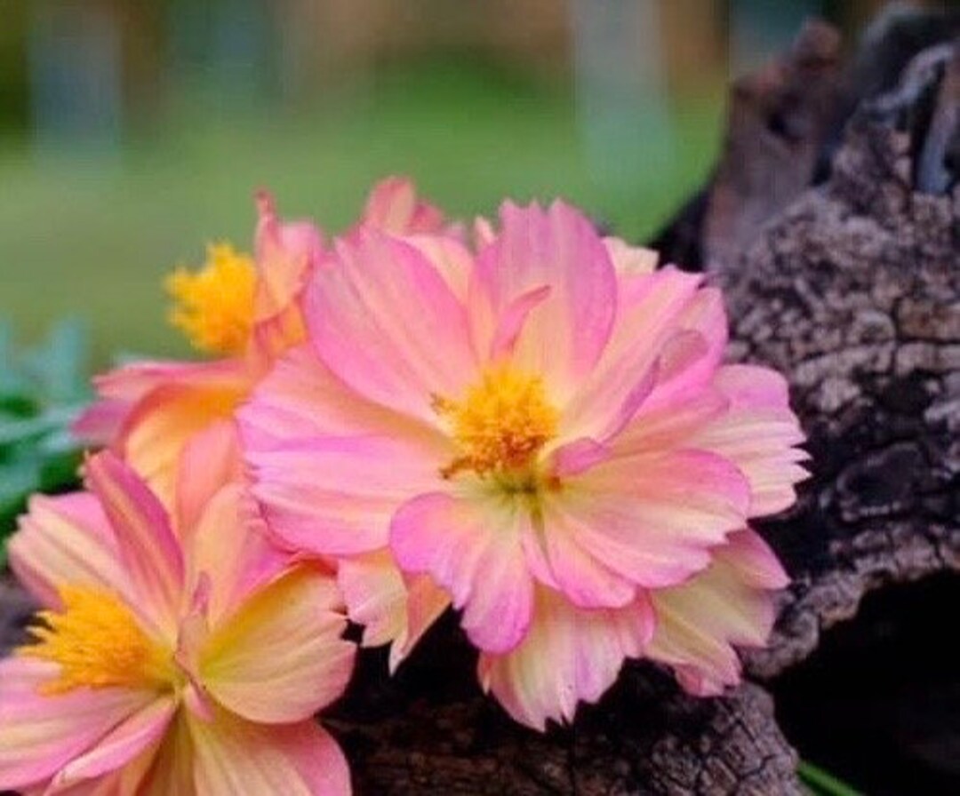 15 Rare PEACH COSMOS Seeds---flower Seeds--plant Seeds--gardening ...