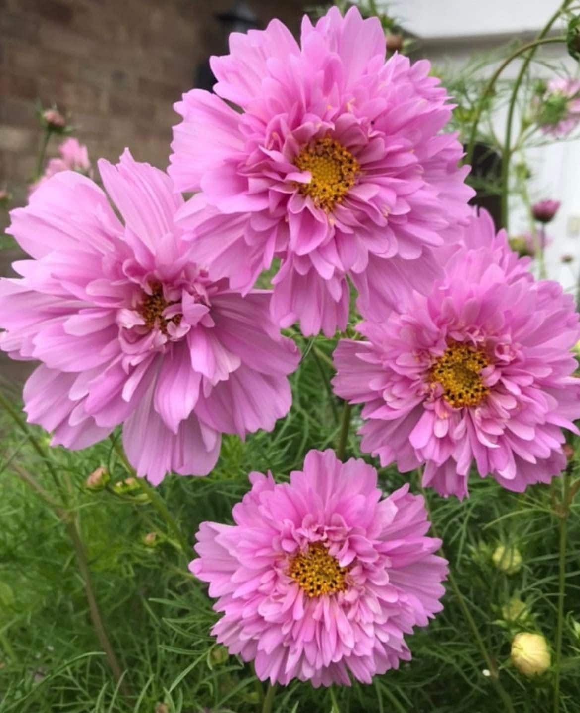 25 COSMOS 'double Dutch Rose' Seeds---flower Seeds--plant Seeds ...