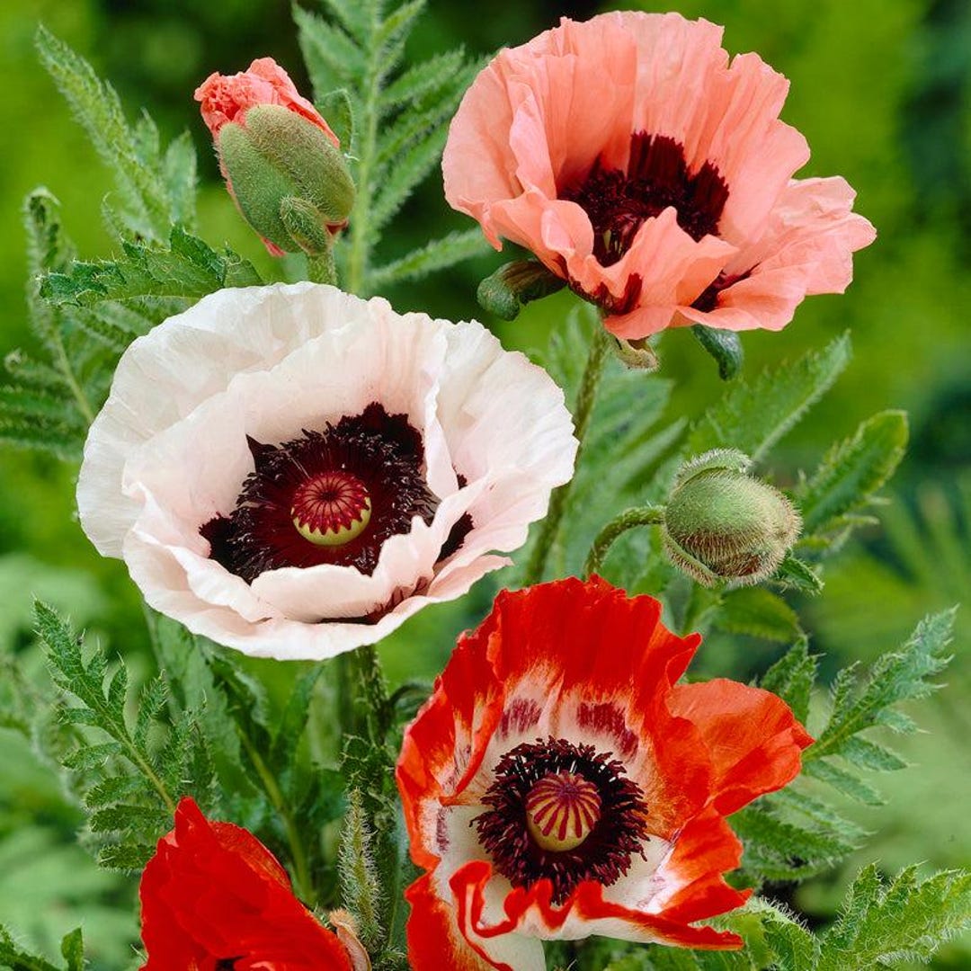 35 Poppy Orientale New Hybrids Mixed Seeds---flower Seeds--plant Seeds ...