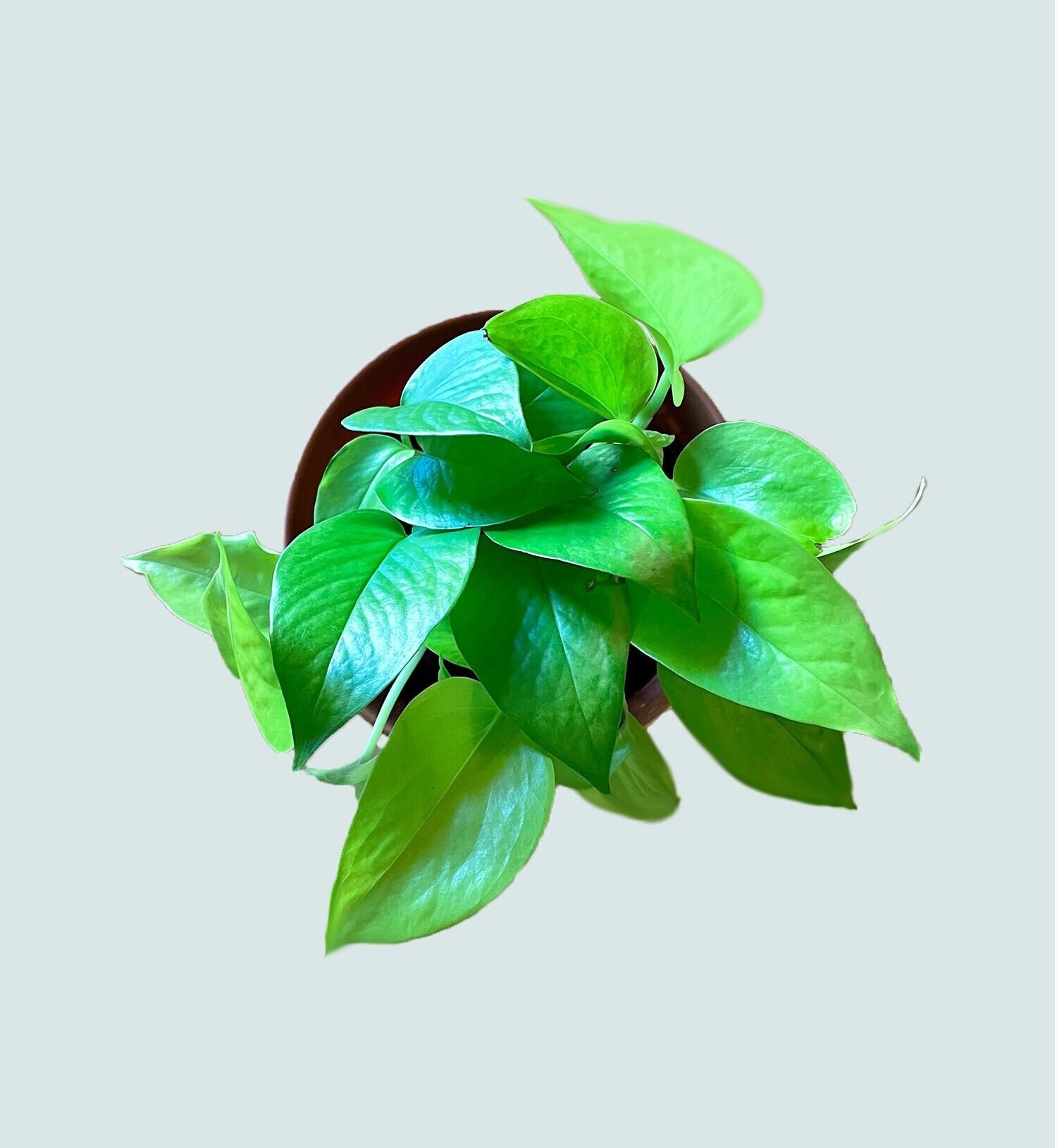 Epipremnum Aureum - Neon Pothos - 6" Pot - Etsy