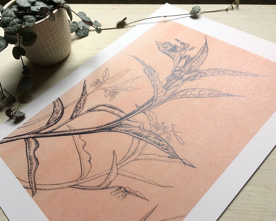 Art Print Botanical Line Drawing of Comfrey in Pink and Blue A4 ...