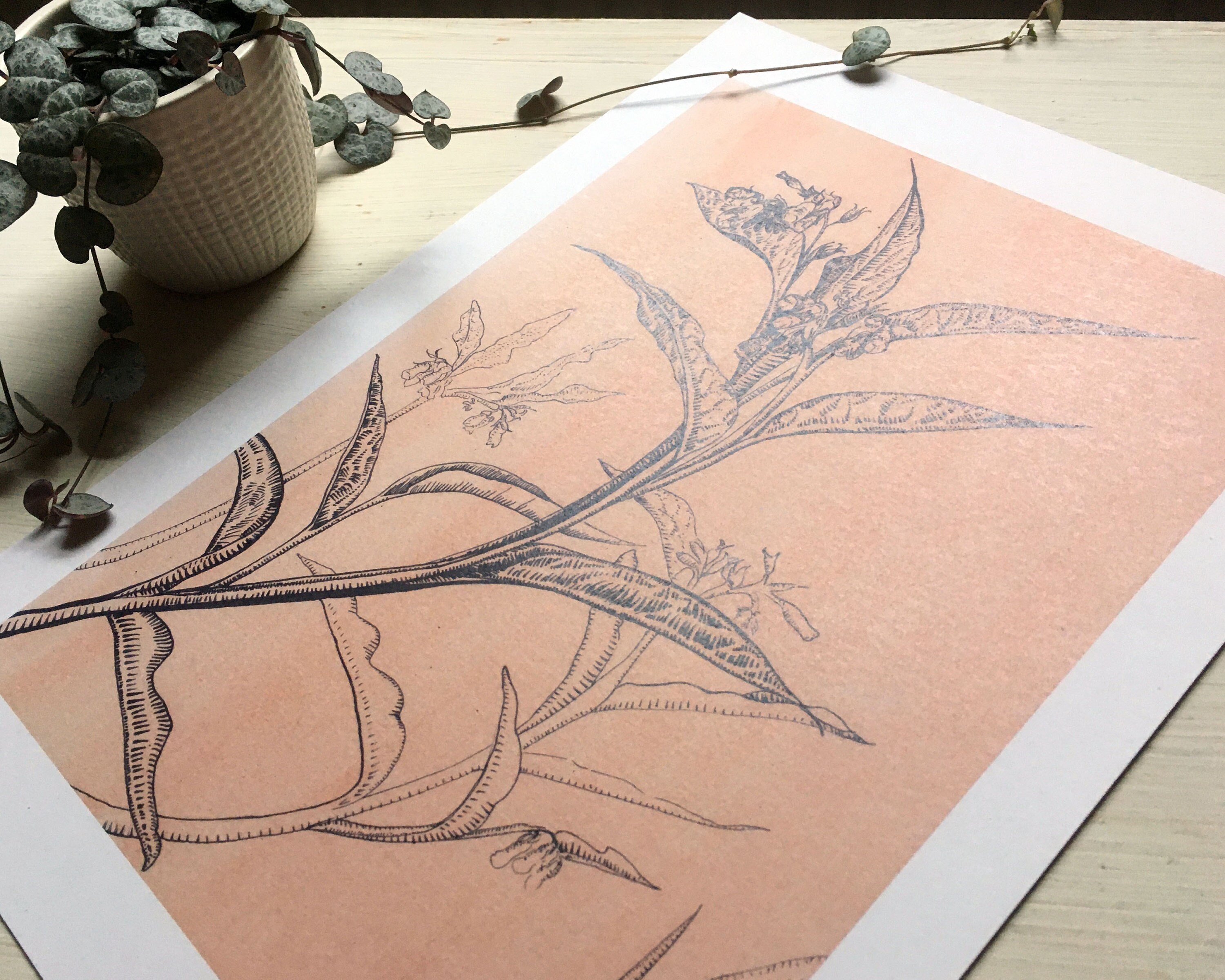 Art Print Botanical Line Drawing of Comfrey in Pink and Blue | Etsy