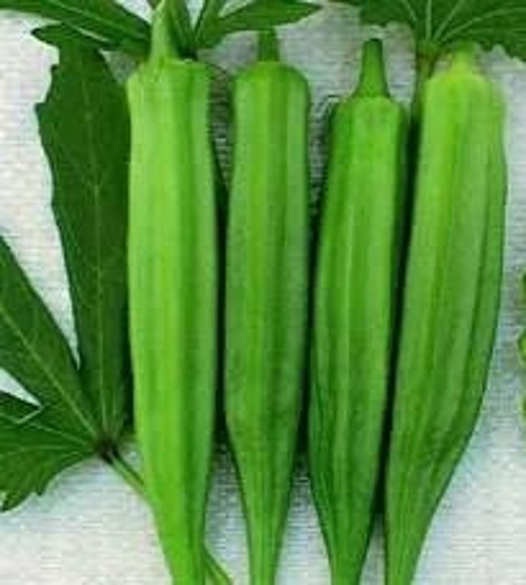 Gombo Clemson Seeds Organic Non OGM Garden Vegetable Okra Clemson Seeds ...