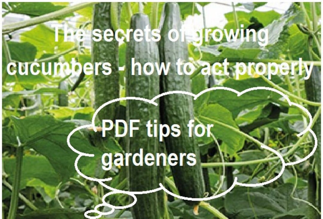 The Secrets of Growing Cucumbers - How to Act Properly - Etsy