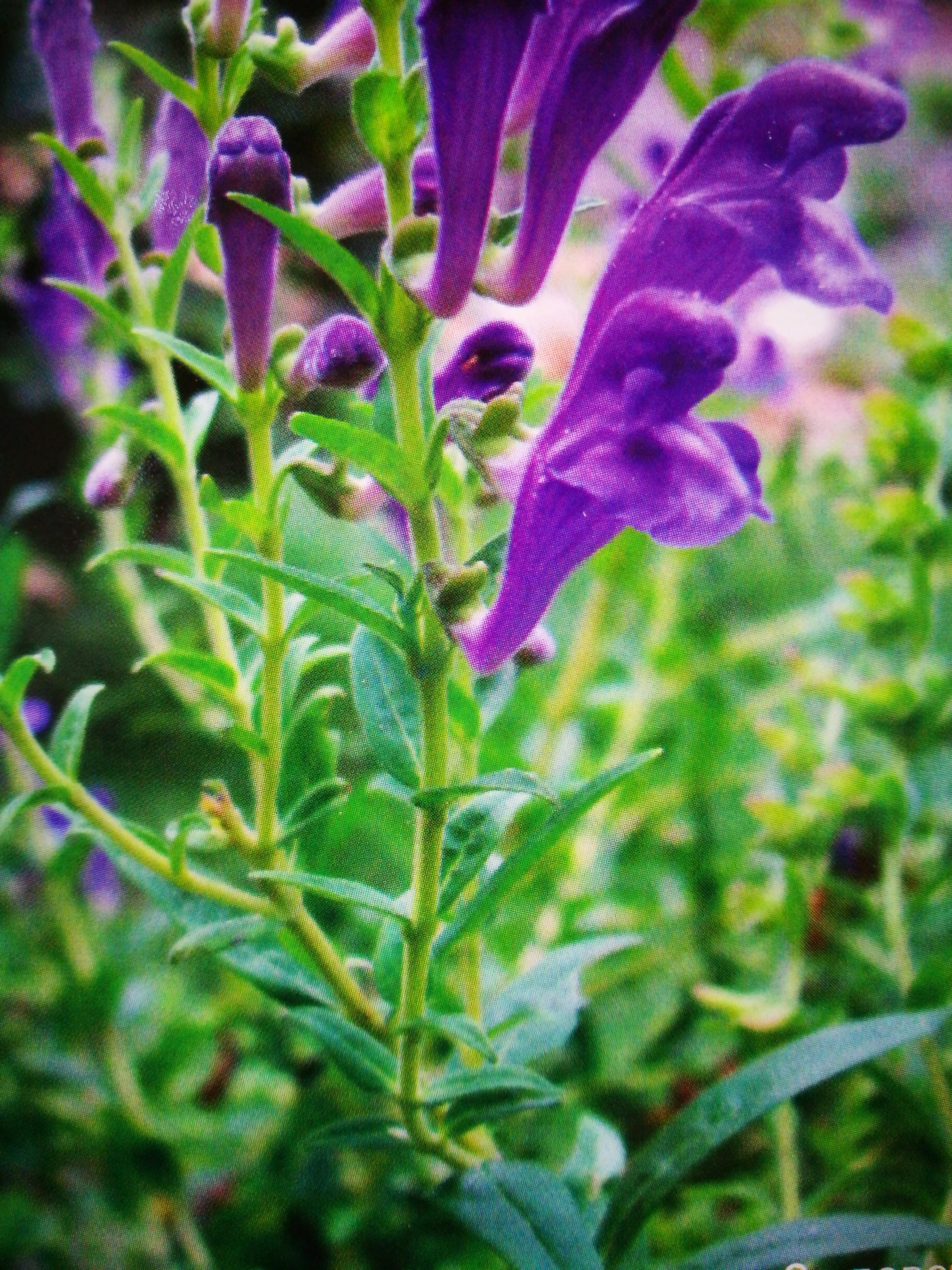 Salvia Hispanica, Chia Seeds - Etsy