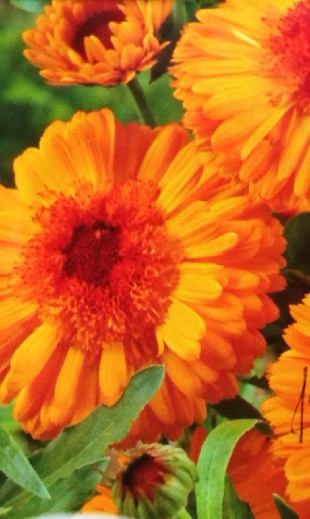 Medicinal Calendula Officinalis - Etsy