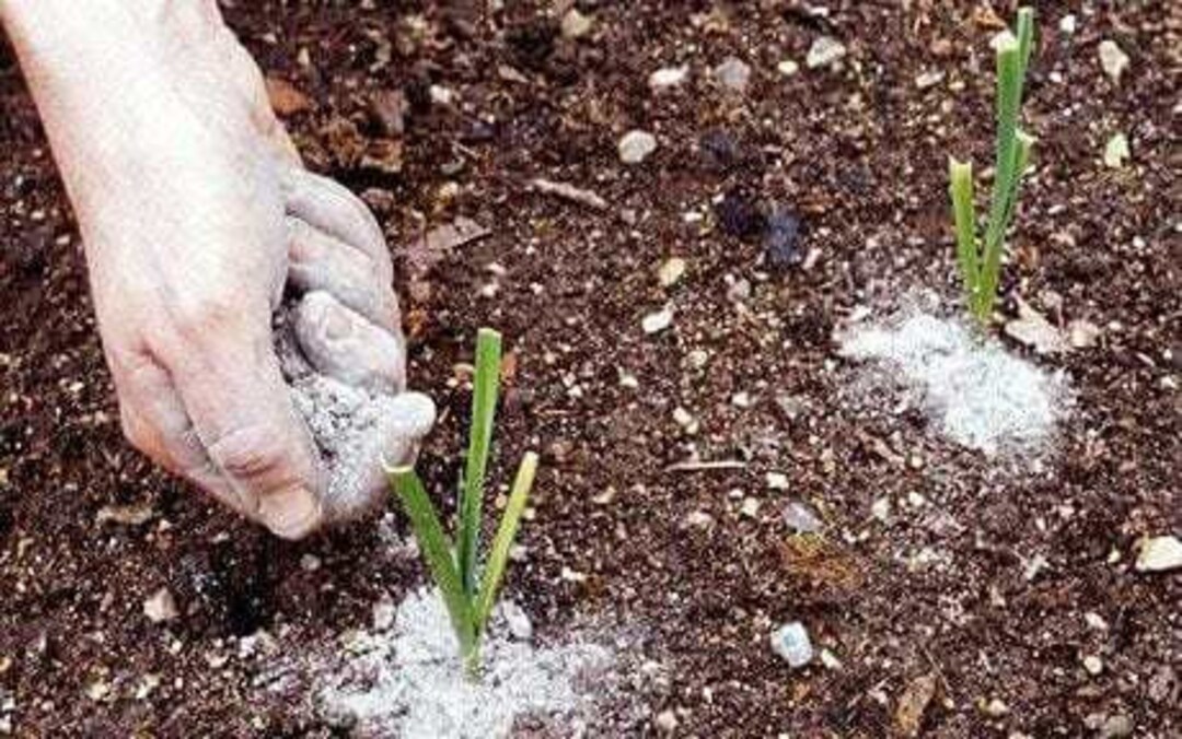 Wood Ash for Garden 1oz - 14oz, Ceramic, Organic, and Soap - Etsy