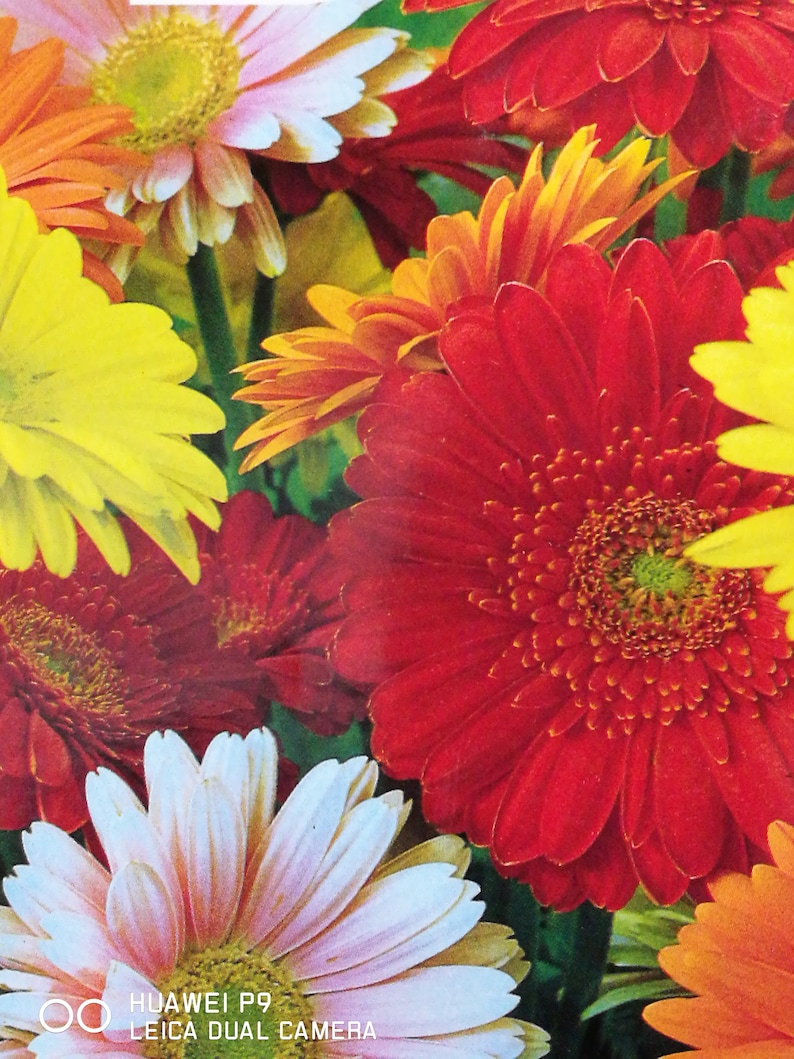 Gerbera Gigante Doppia Miscuglio - Etsy