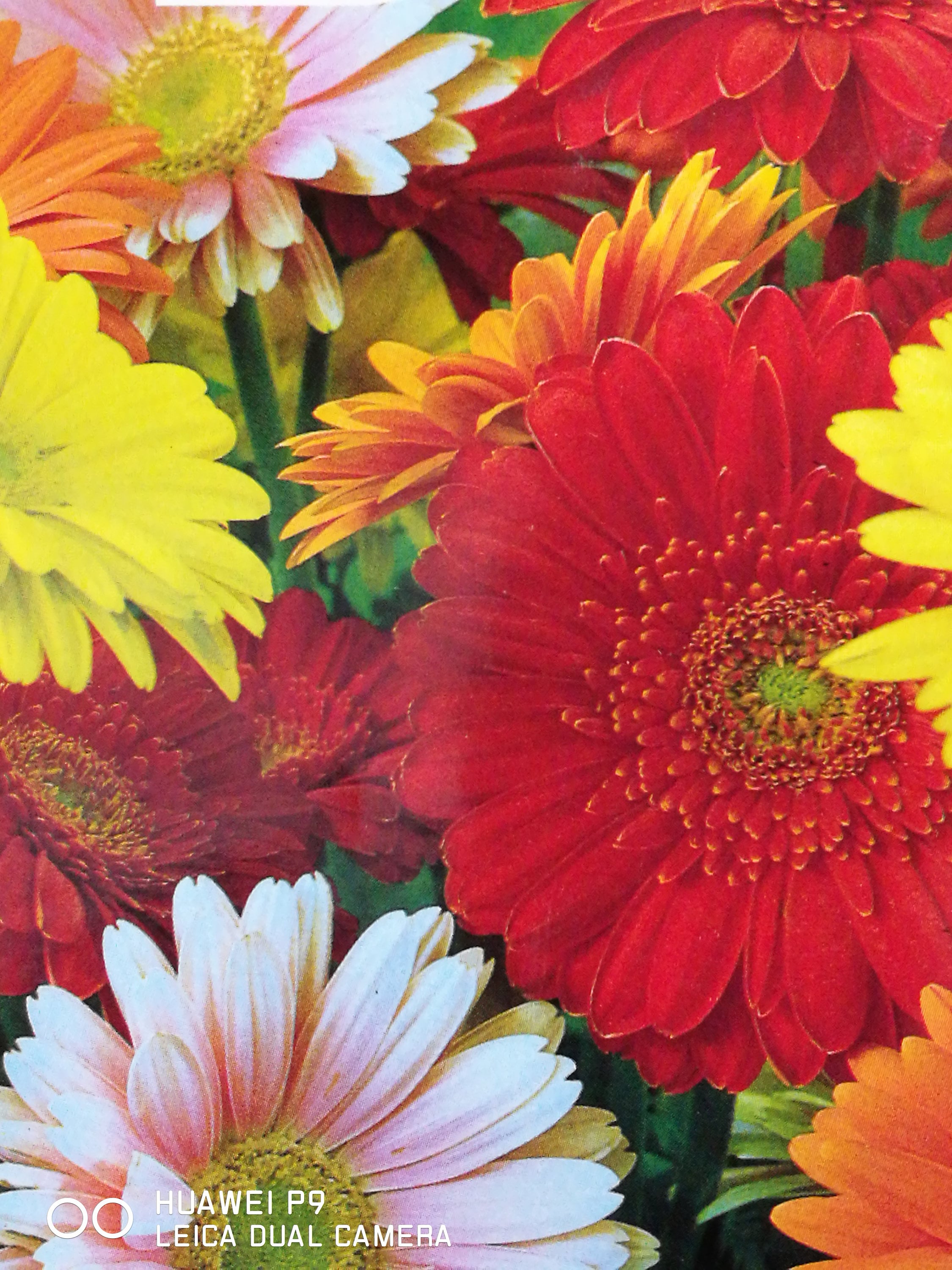 Gerbera Gigante Doppia Miscuglio - Etsy