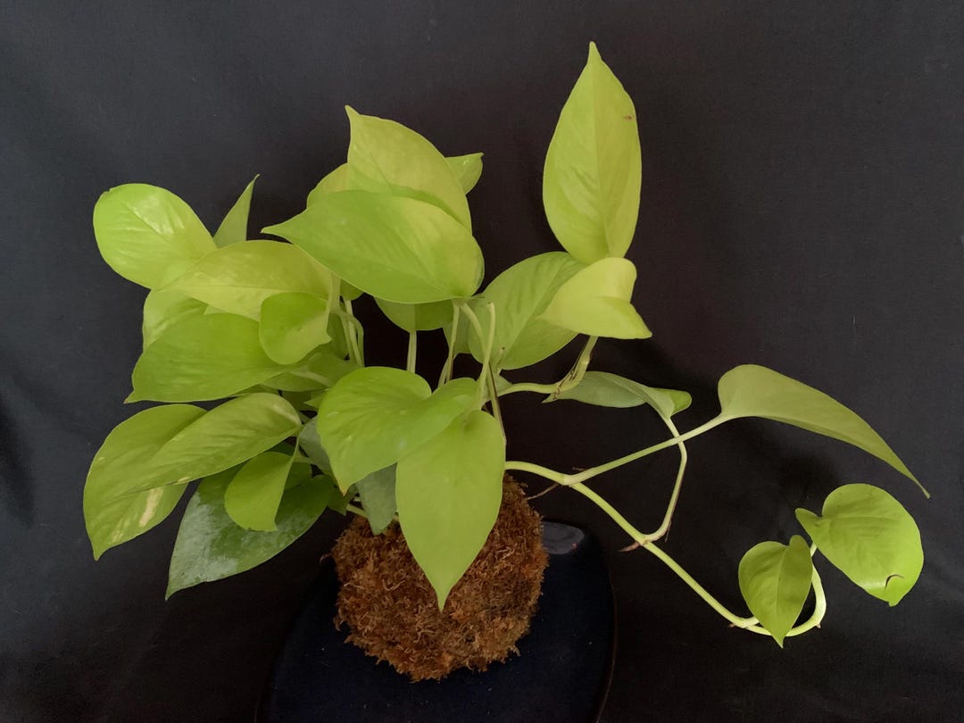 Exact Plant! Neon Pothos Kokedama Bonsai - Japanese Traditional Indoor ...