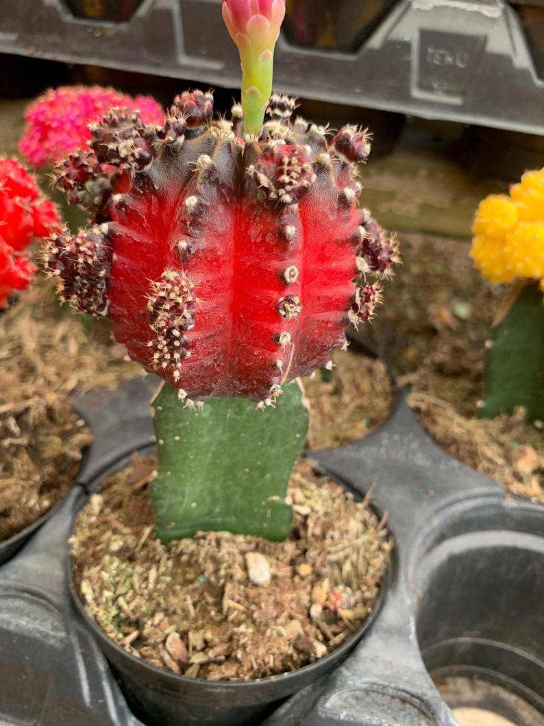 Moon Cactus (ships Bareroot) | Red Pink Yellow Ruby Burgundy Colorful ...