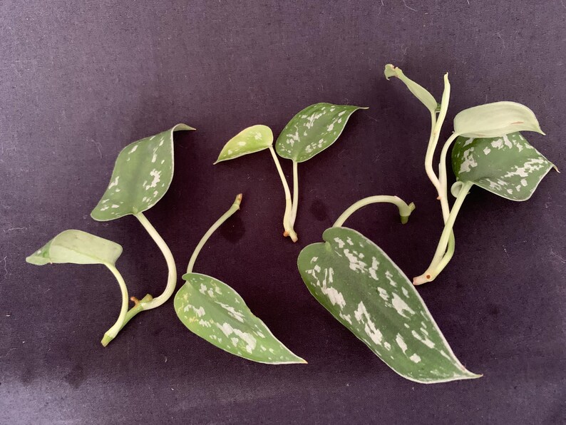 Satin or Silver Pothos Cuttings | Scindapsus Pictus, Silver Vine ...