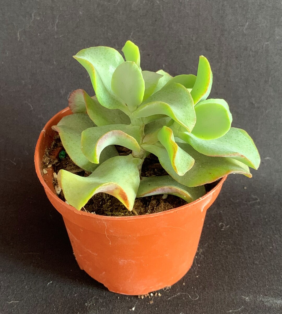 Ripple Jade 'curly Green' in 4 Pot ships Bareroot Wavy Crassula ...