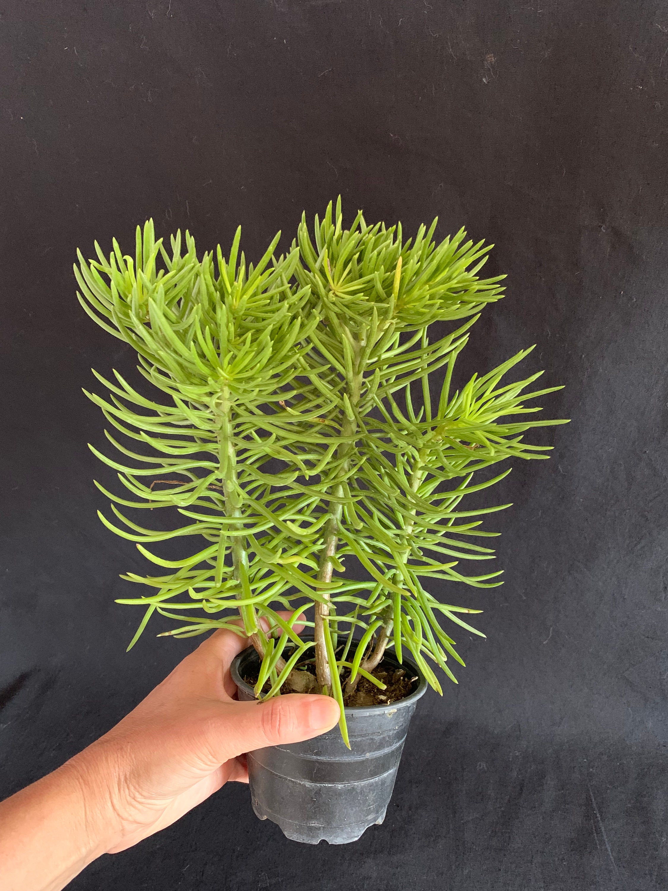 Senecio Barbertonicus