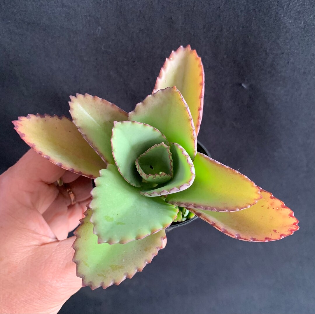 Mexican Hat Kalanchoe Daigremontiana in 2 Pot Mother of Thousands or ...