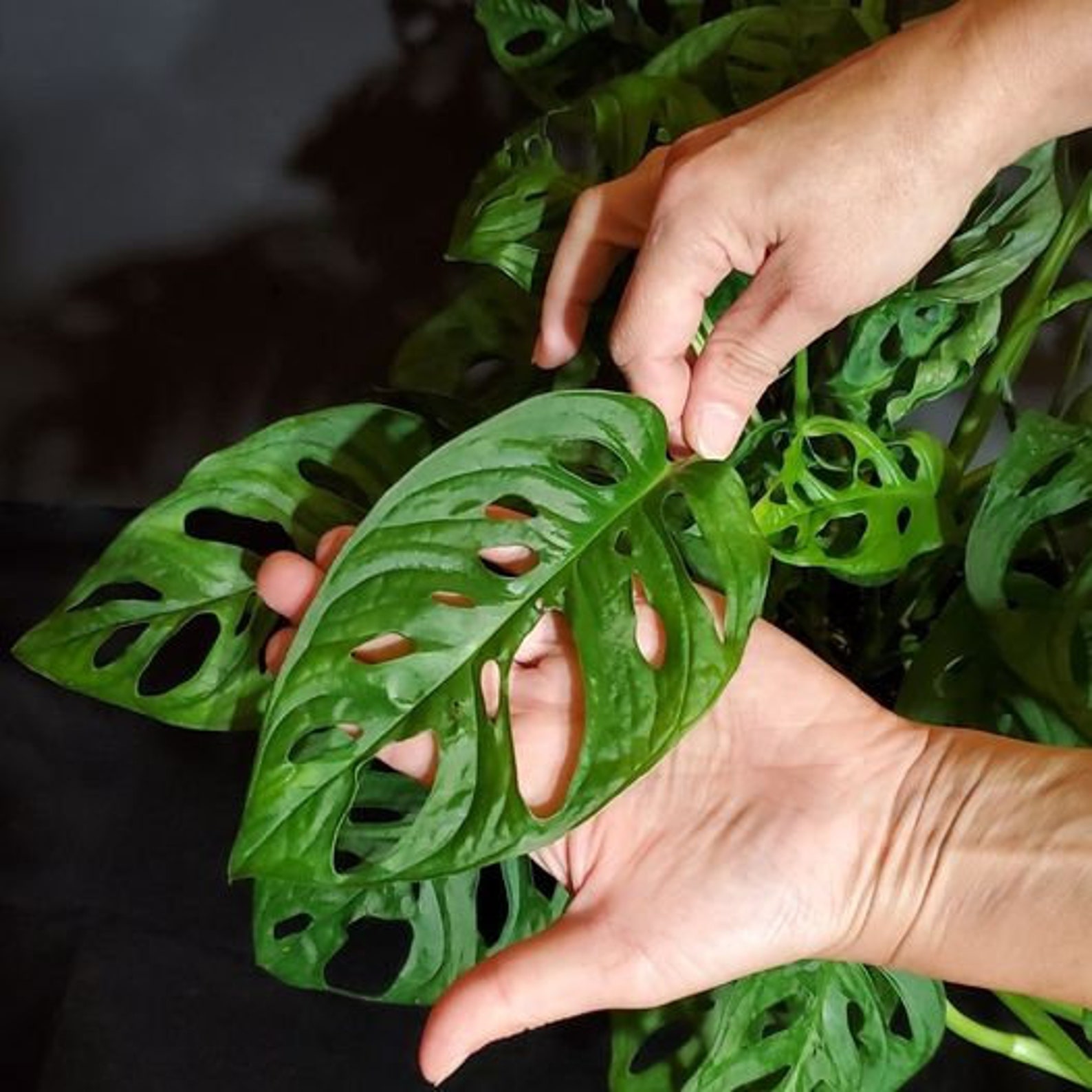 Large Monstera Adansonii in 6 Pot ships Bareroot Swiss Cheese Vine ...