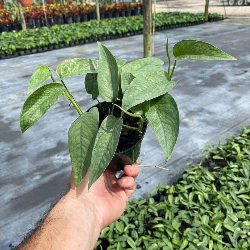 Cebu Blue Pothos - Etsy