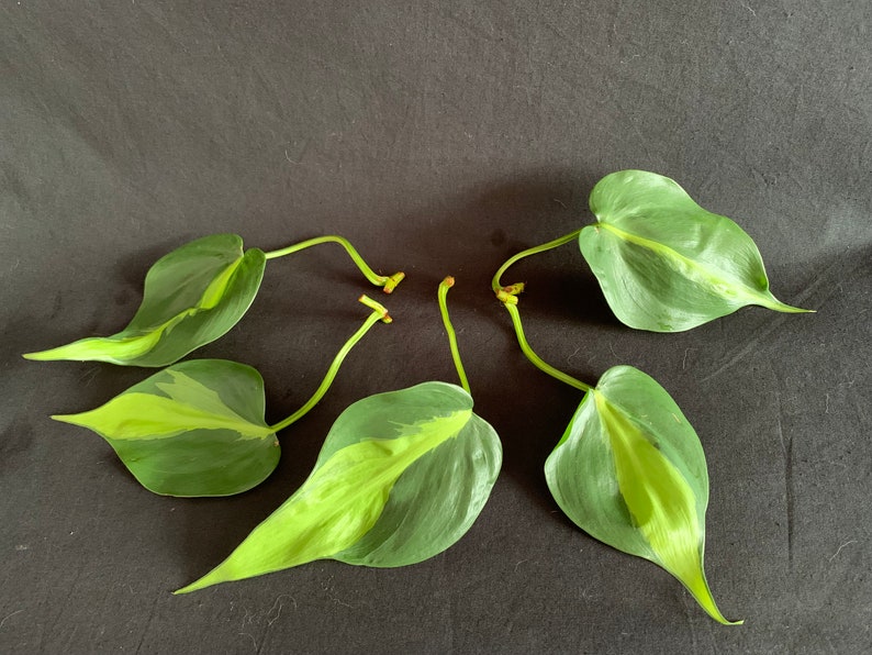 Philodendron Hederaceum 'brasil' Cuttings | Variegated Heartleaf ...