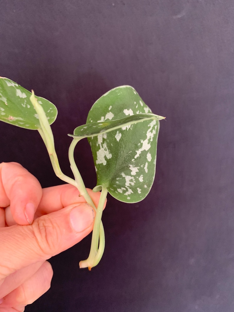 Satin or Silver Pothos Cuttings | Scindapsus Pictus, Silver Vine ...
