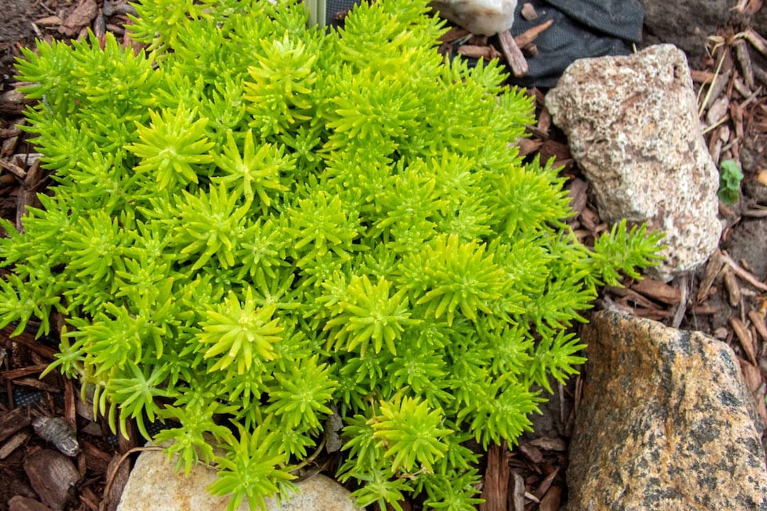 Golden Sedum Stonecrop 6" Pot (ships Bareroot) | Florida Friendly Lemon ...
