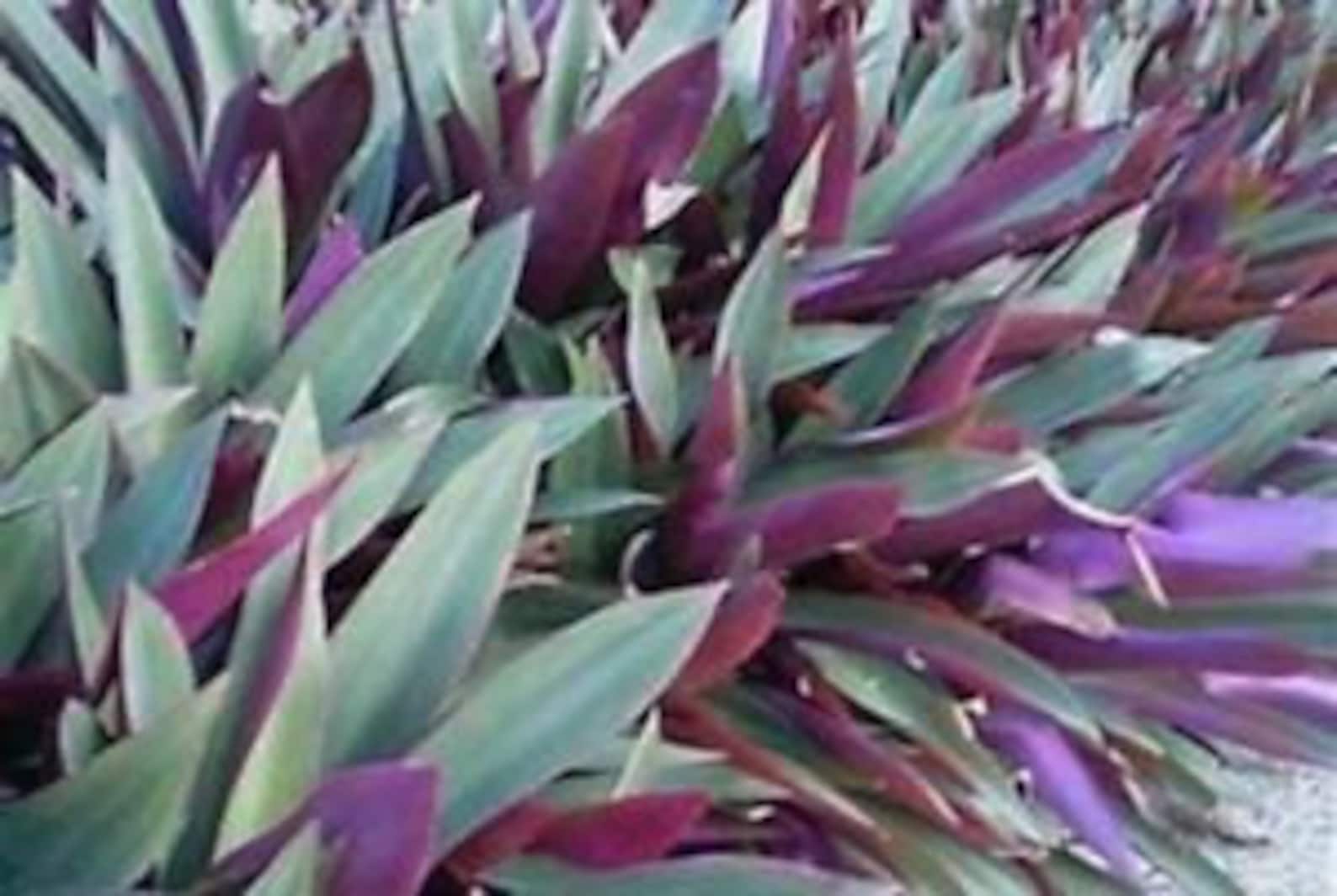 Large Green and Purple Oyster Plant Cuttings - Moses in the Cradle ...