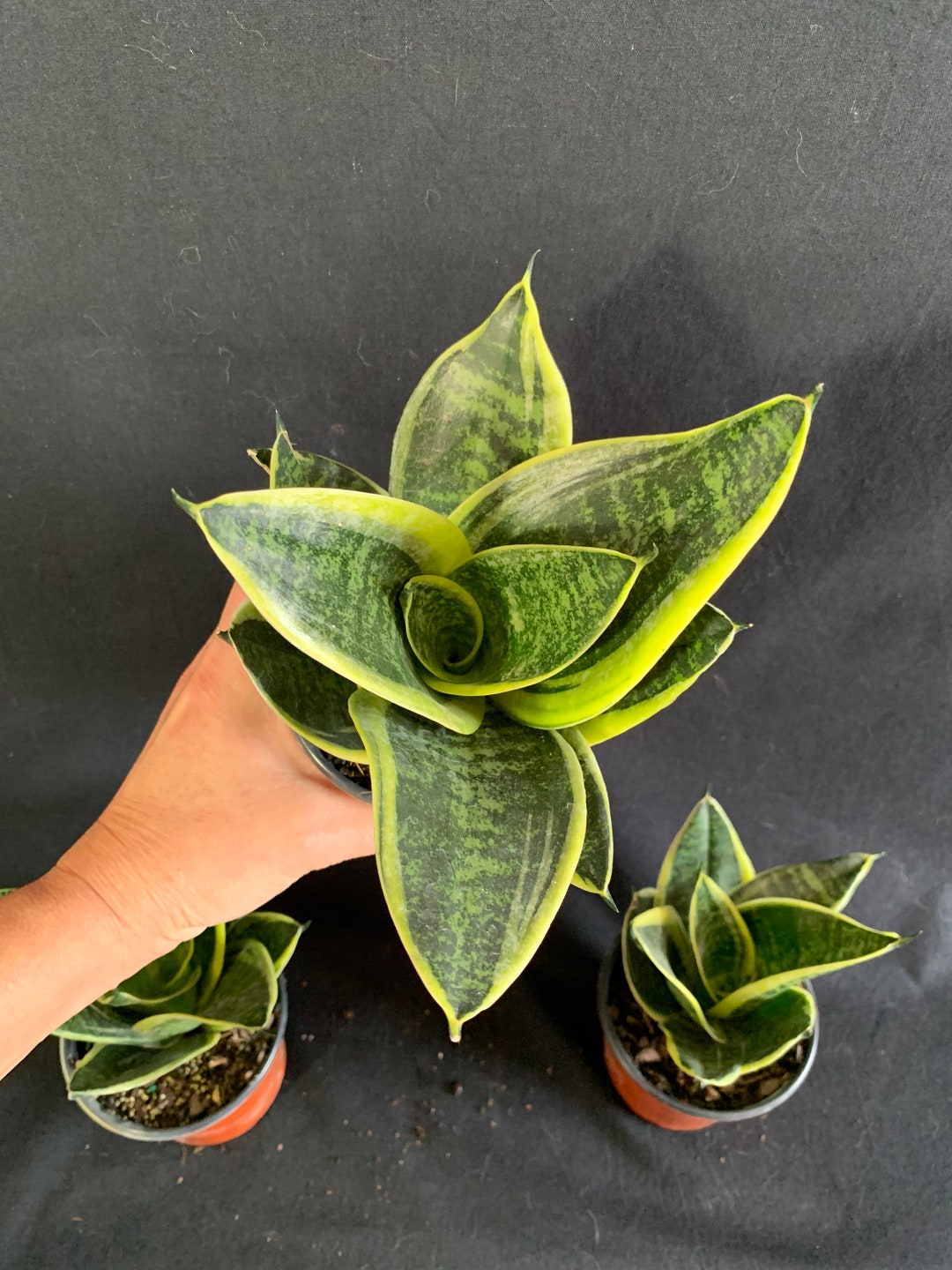 Dwarf Sansevieria Hahnii Golden Star in 4" Pot (ships Bareroot) | Birds ...