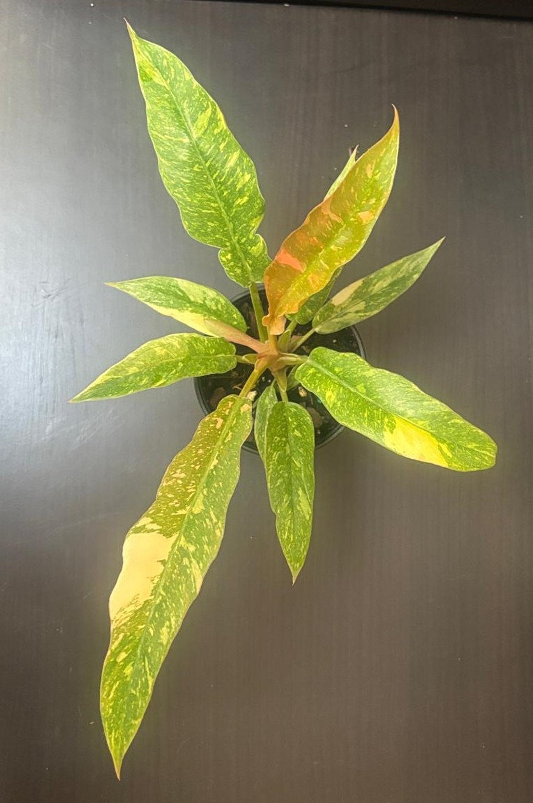 Philodendron Ring of Fire Narrow Variety in 4" Pot (ships Bareroot) - Etsy