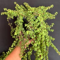 Trailing Jade - Etsy