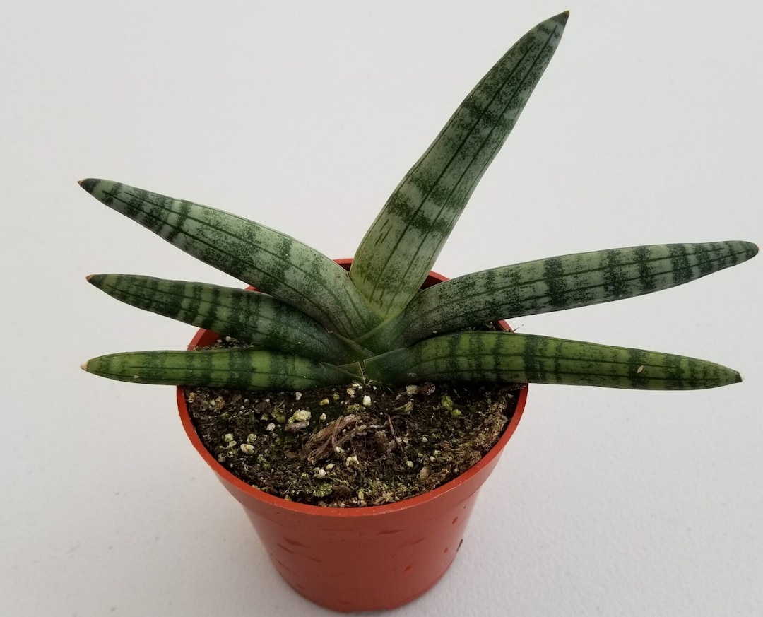 Starfish Sansevieria Cylindrica 'boncel' in 4" Pot (ships Bareroot ...