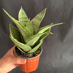 Night Owl Dwarf Sansevieria Trifasciata Hahnii in 4" Pot (ships ...