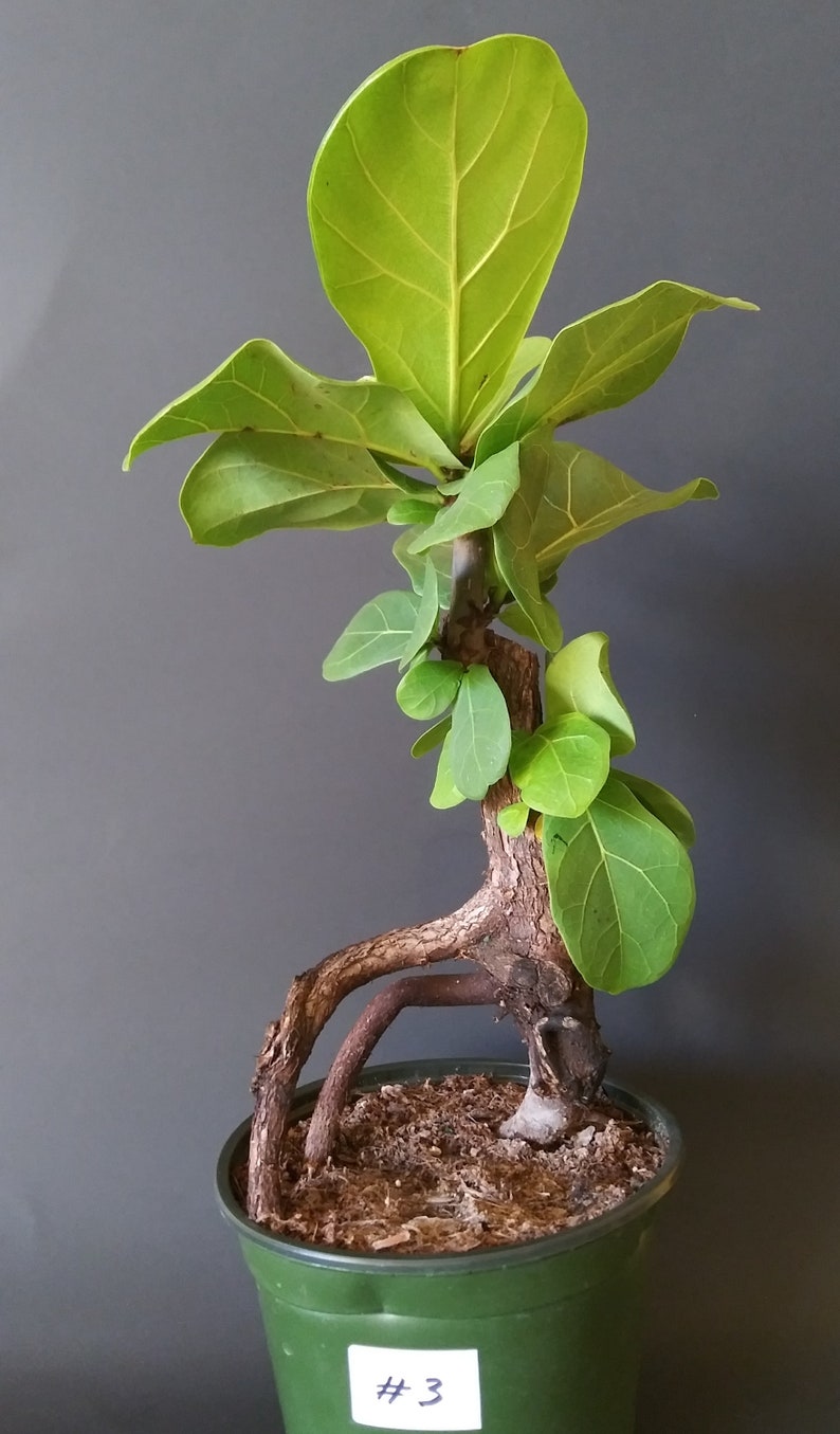 Rare Ficus Lyrata Bonsai Pre-bonsai Pandurata Fiddle Leaf | Etsy