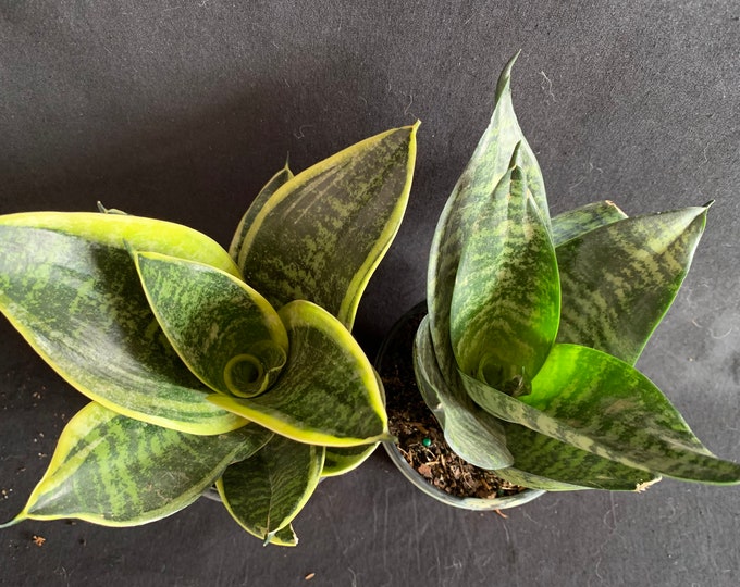 3" Sansevieria Samurai Dwarf Live Plant, Samurai Snake Plant ...