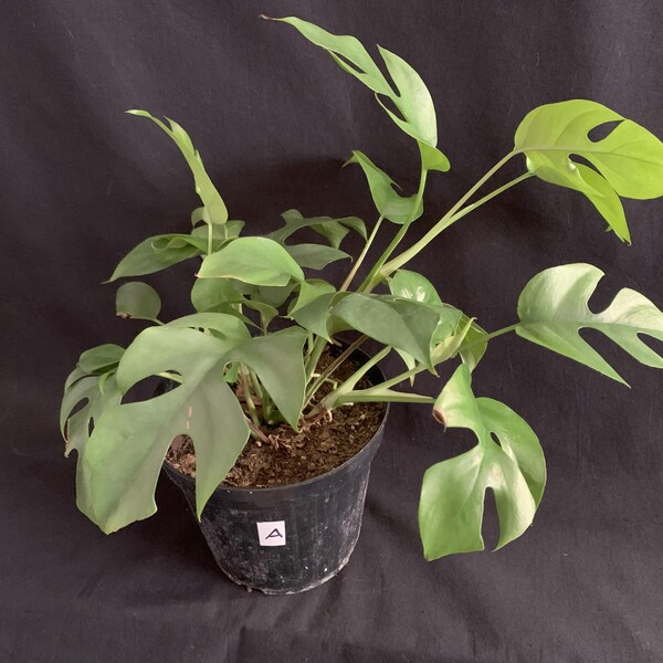 Monstera Minima Rhaphidophora Tetrasperma - Etsy