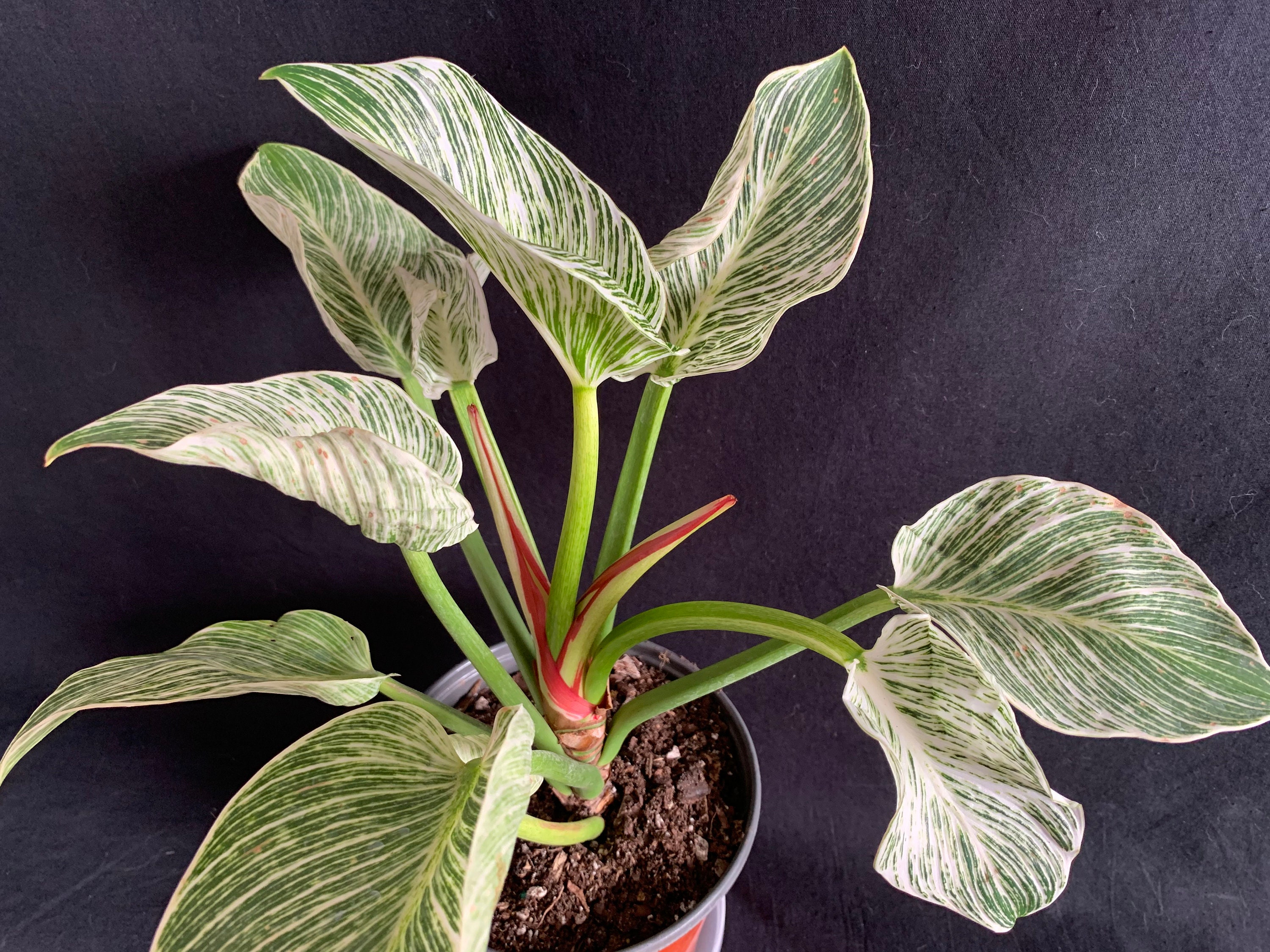 Philodendron Birkin in 6" Pot (ships Bareroot) | Rare Tropical Plant ...