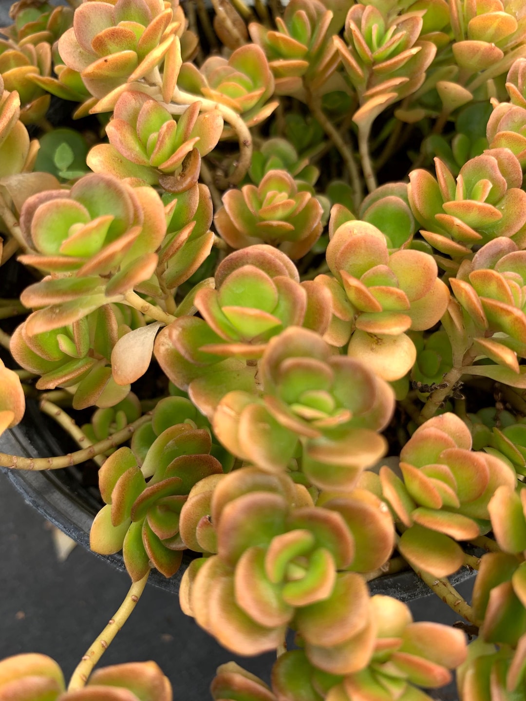 Coral Reef Chinese Sedum Tetractinum in 6" Pot (ships Bareroot) | Red ...