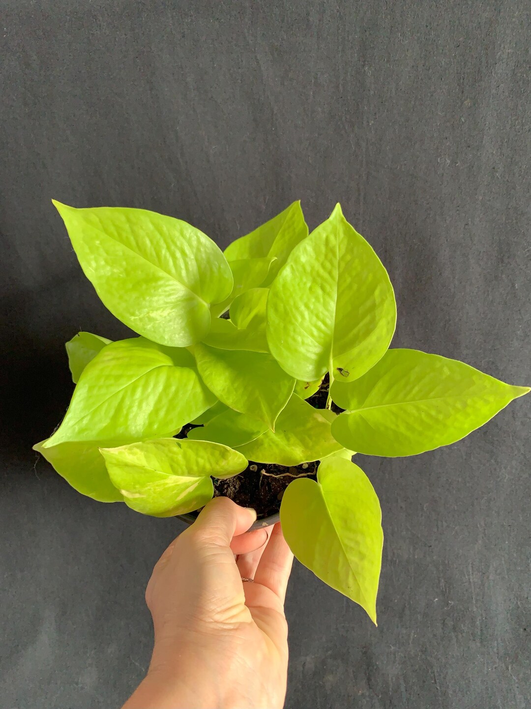 Neon Pothos in 6" Pot (ships Bareroot) | Epipremnum Aureum 'neon ...