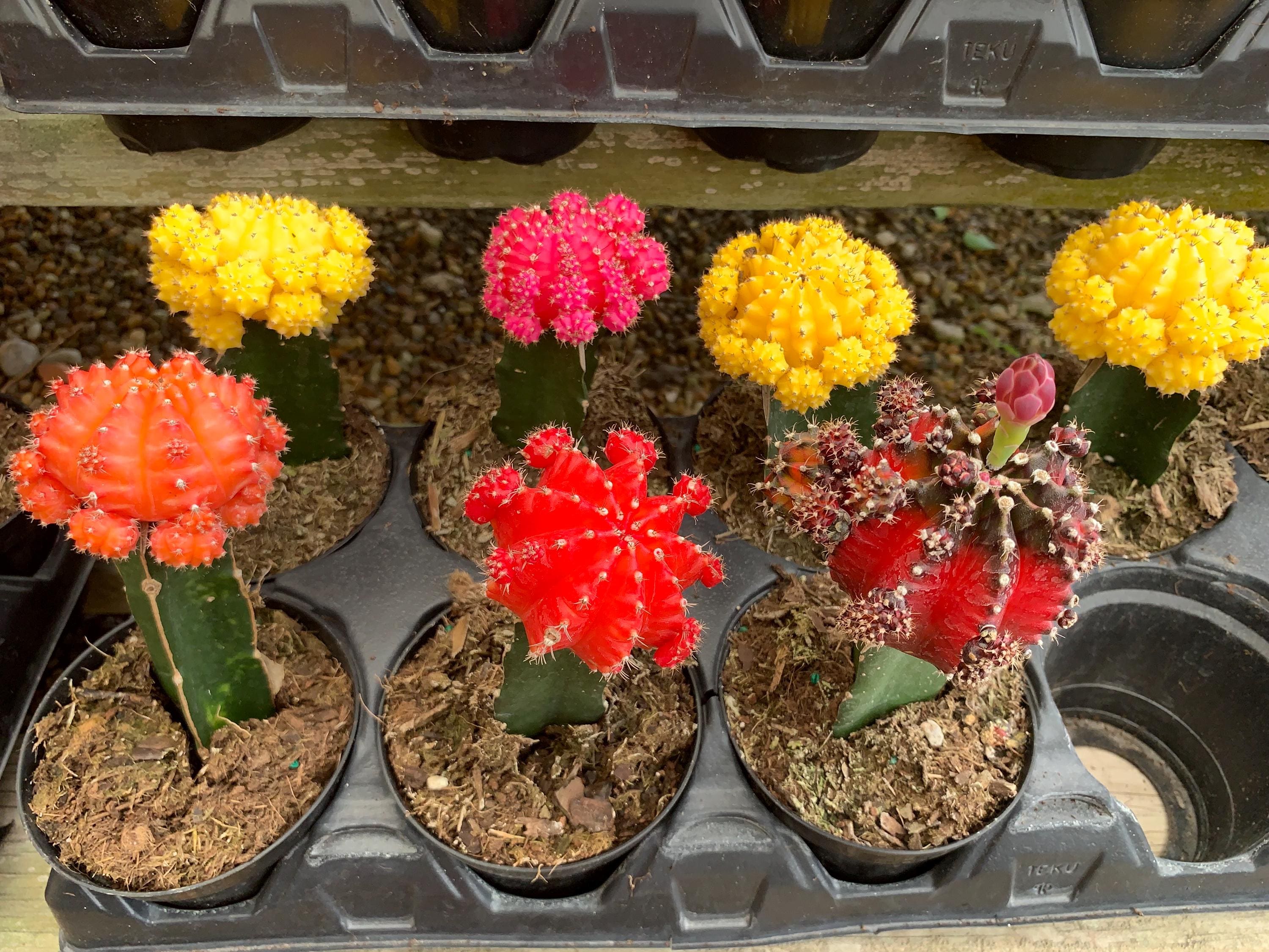 Moon Cactus (ships Bareroot) | Red Pink Yellow Ruby Burgundy Colorful ...