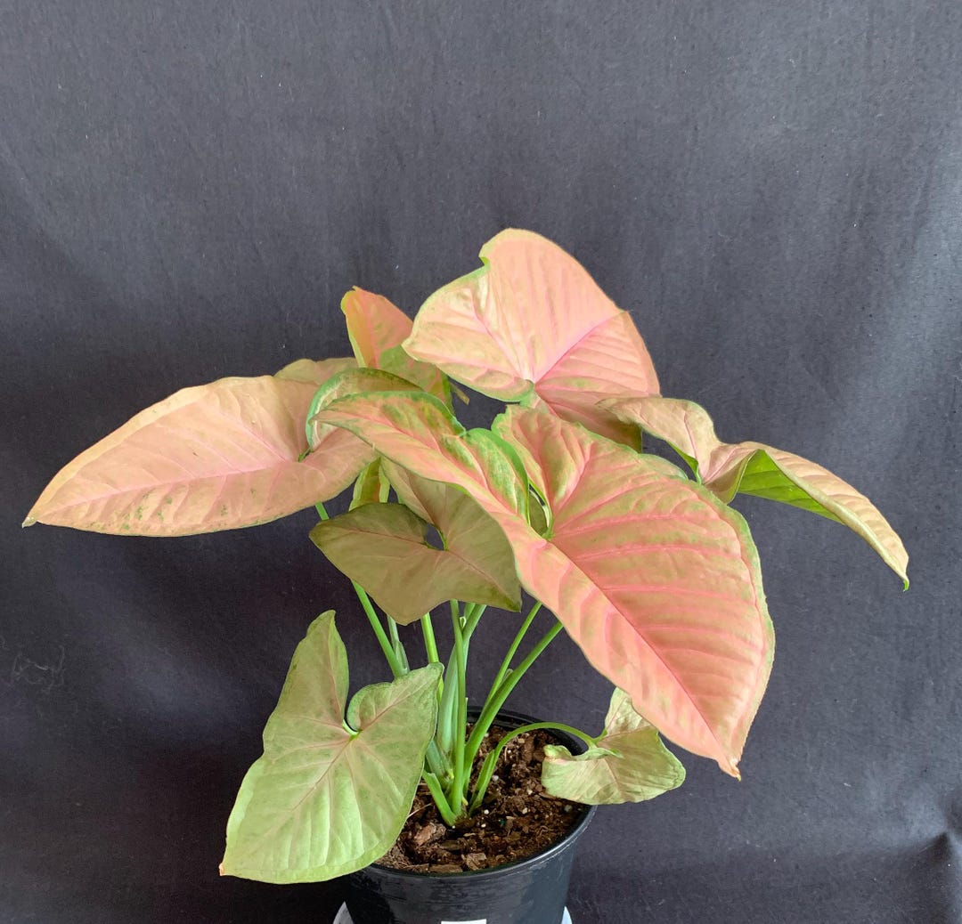 Syngonium Pink Allusion in 4" & 6" Pot (ships Bareroot) | S ...