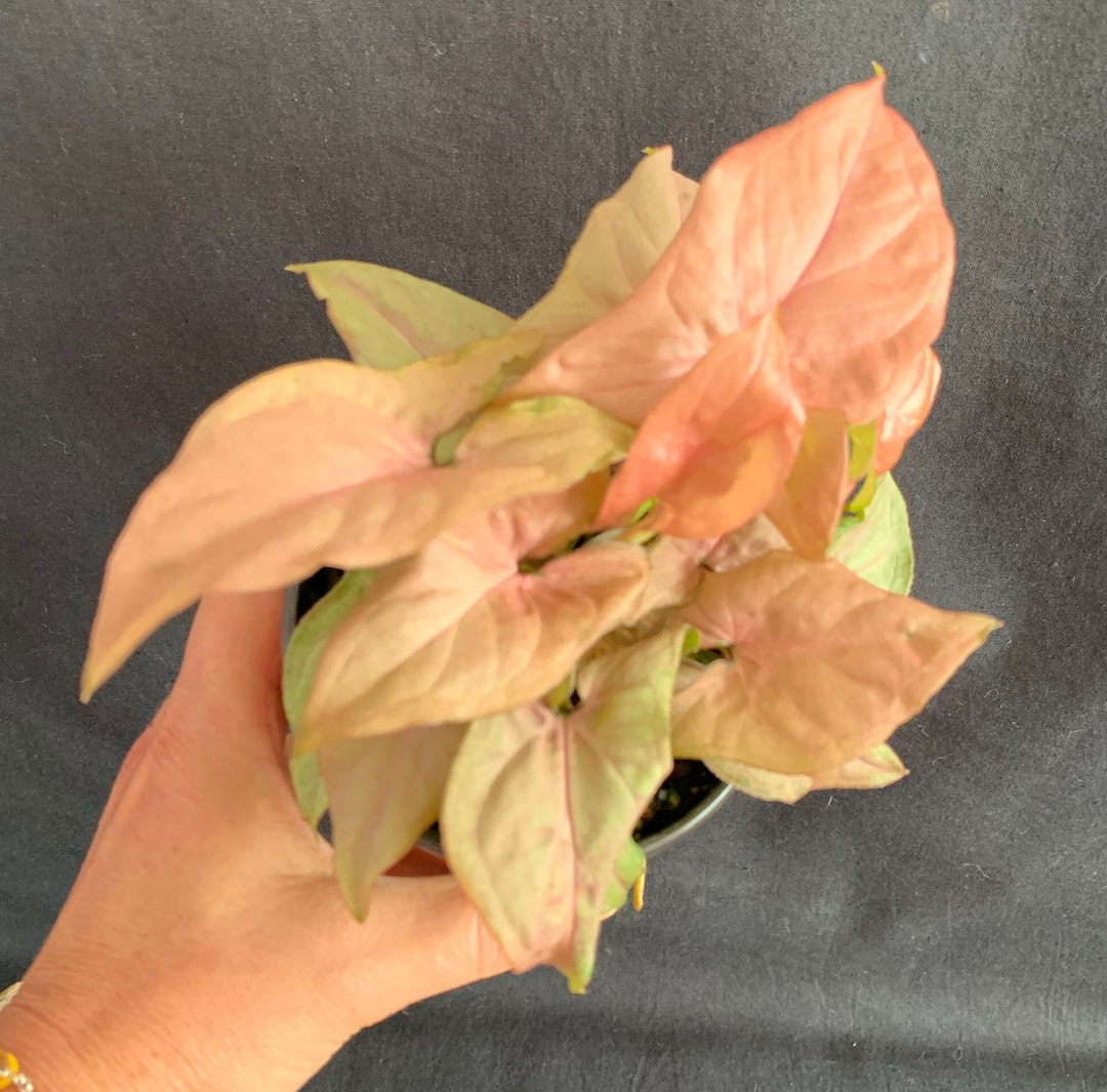 Syngonium Pink Splash in 6" Pot (ships Bareroot) | S. Podophyllum ...