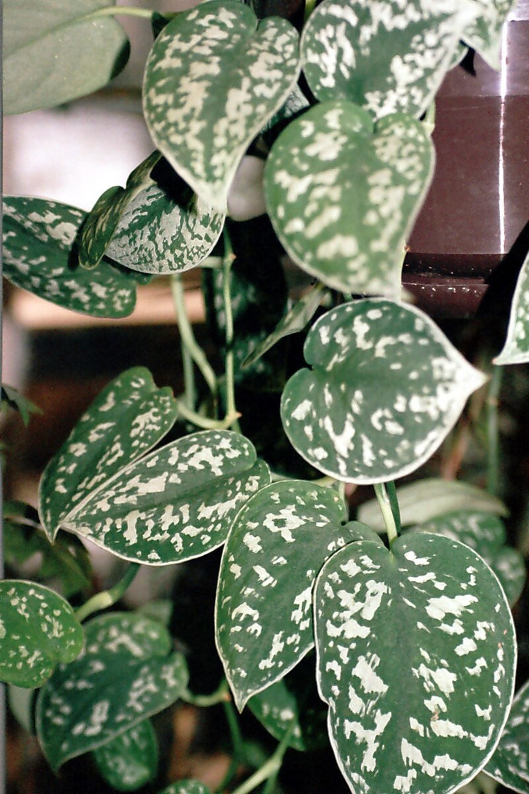 Satin or Silver Pothos Cuttings | Scindapsus Pictus, Silver Vine ...