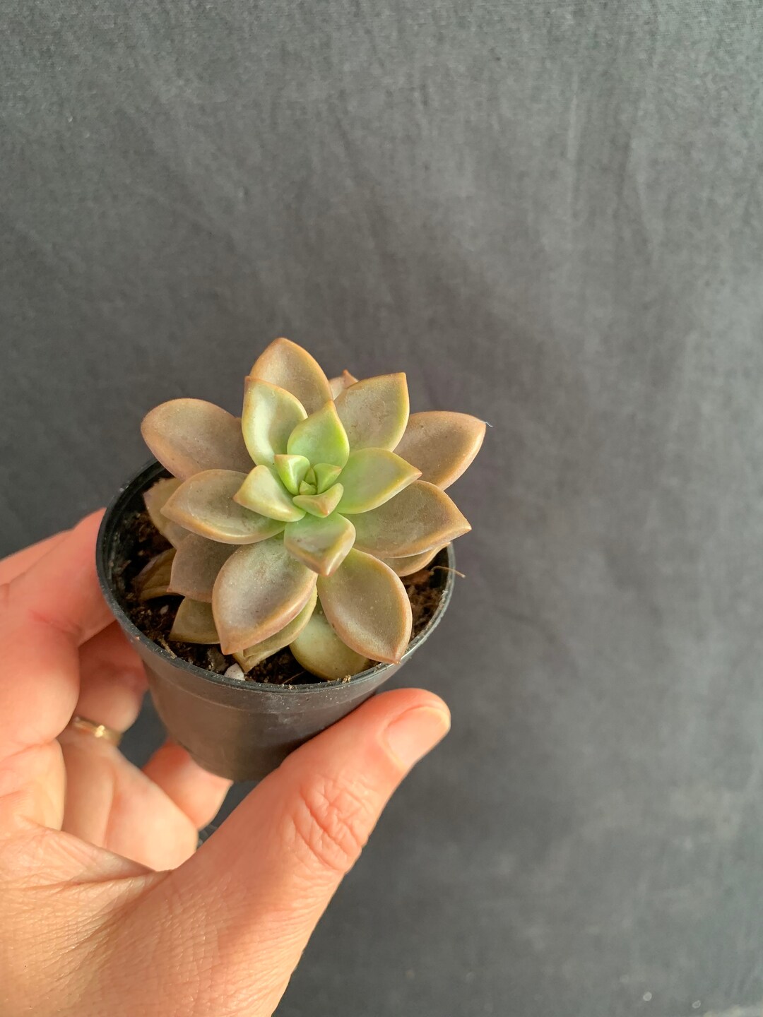 Graptosedum Alpenglow Aka Bronse in 2" and 4" Pots (ships Bareroot ...